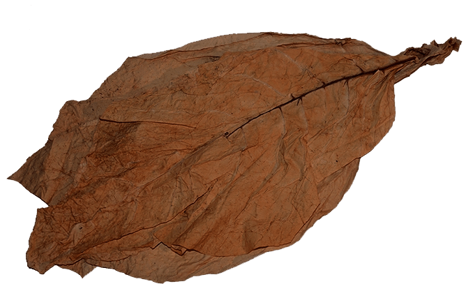 Hojas de Tabaco Virginia y Burley - Tabaco Artesanal