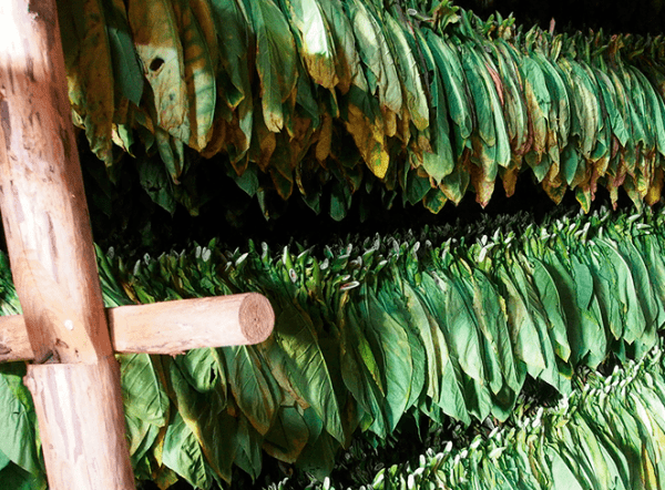 Comprar hoja de tabaco natural - Tabaco Artesanal